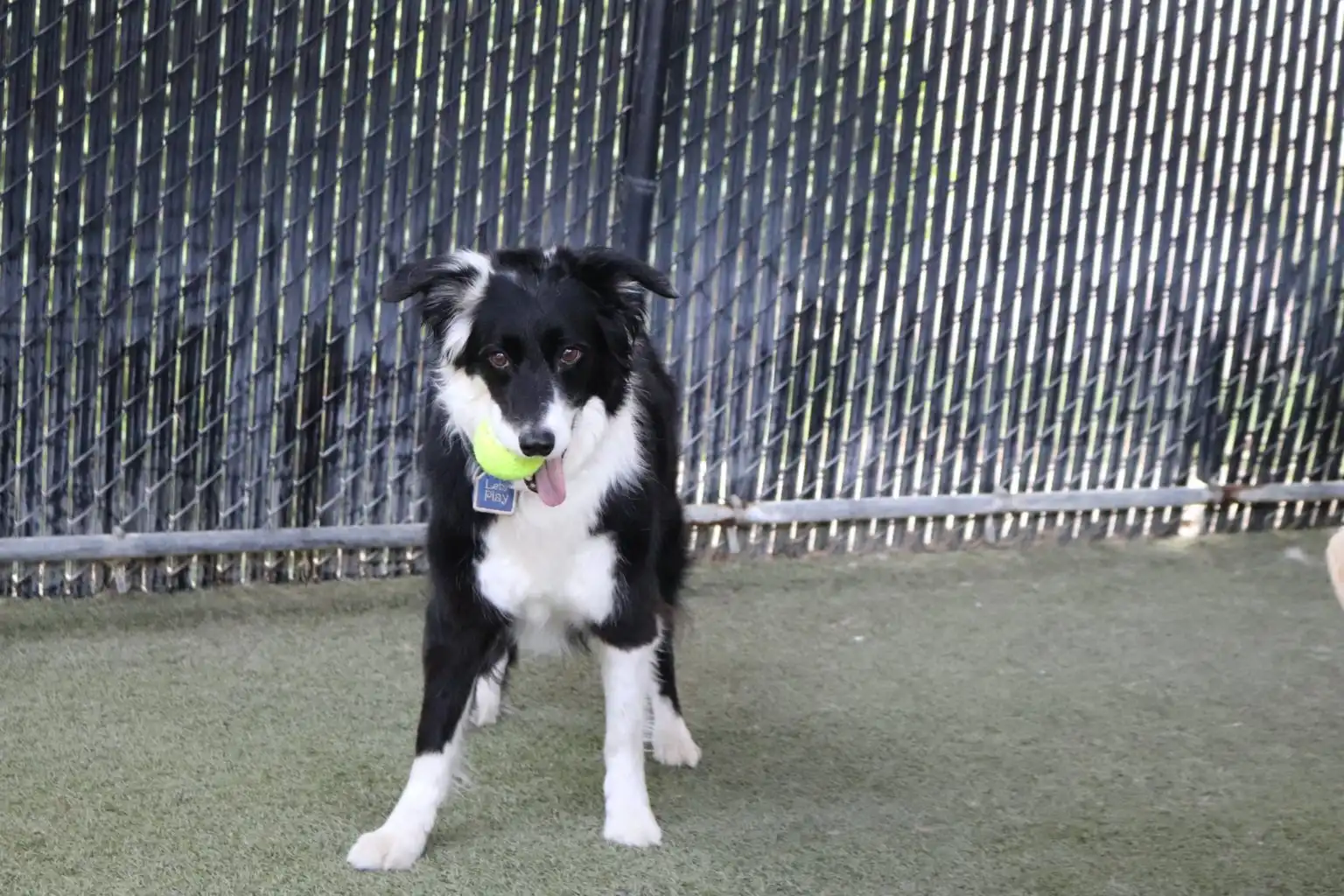 Animals and Pets Archives - Shop Local Raleigh